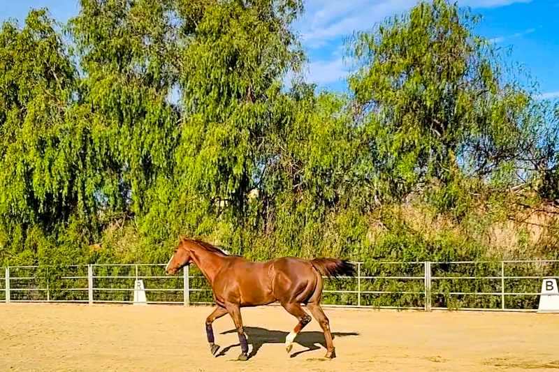 Stakes Winner Mr. Vargas Thriving in Second Career